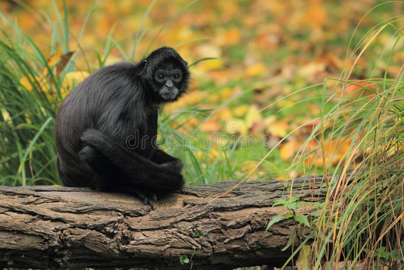 Scimmia Di Ragno Del Geoffroy Immagine Stock - Immagine di fila ...
