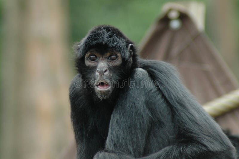 Scimmia Di Ragno (fusciceps Del Ateles) Fotografia Stock - Immagine di ...