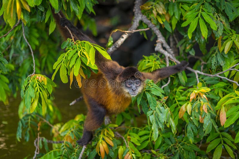 Scimmia Di Ragno Di Geoffroy O Scimmia Di Ragno Nero-passata Su Un ...
