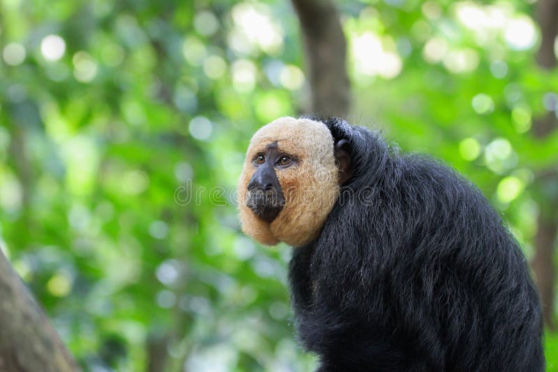 Bello Monachus Di Pithecia Della Scimmia Di Saki, Sedentesi Su Un Ramo ...