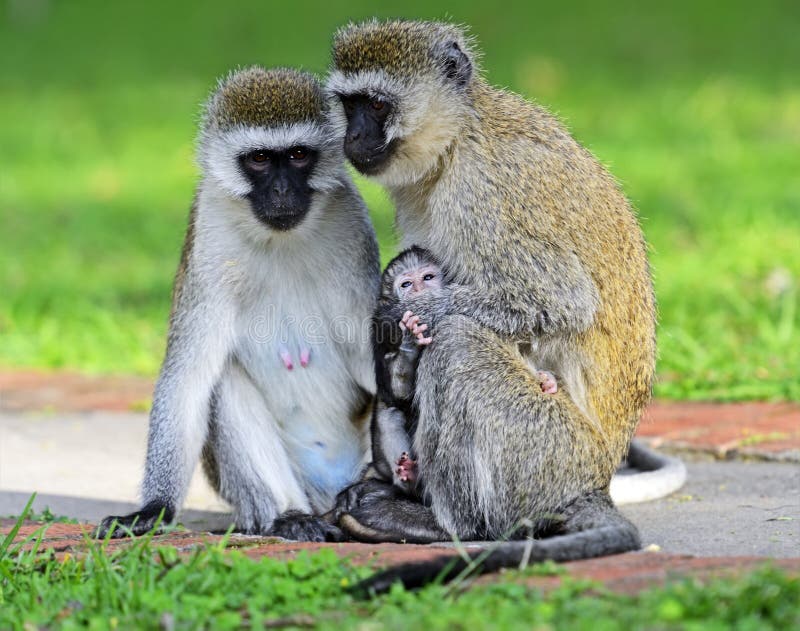 Scimmia Vervet Con Cucciolo Nella Savana Arida Dell'Africa Fotografia ...