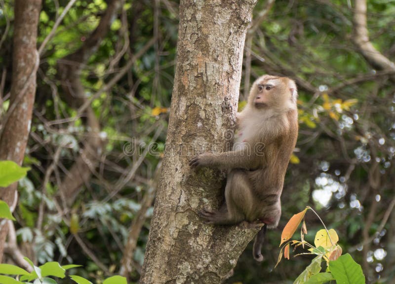 Scimmia in Foresta, Tailandia Immagine Stock - Immagine di animale ...