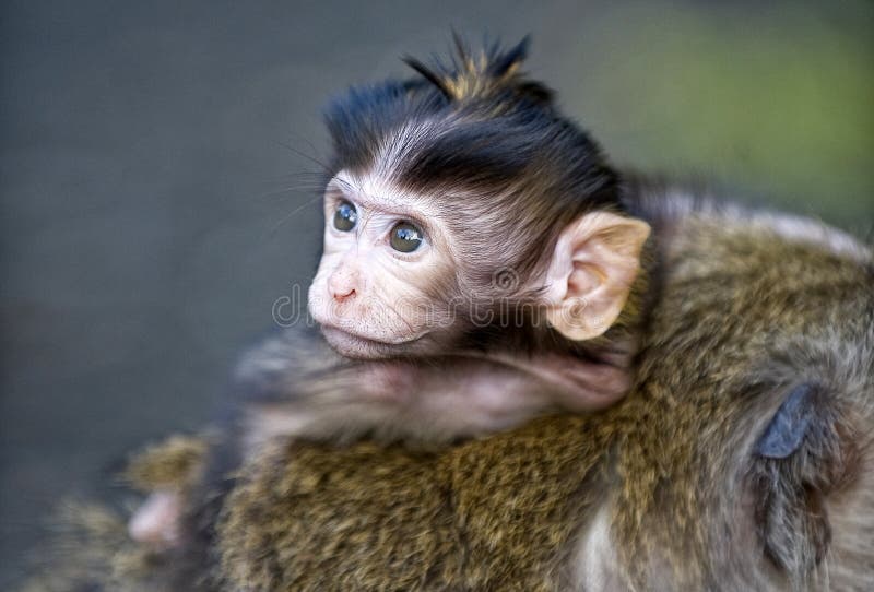 Ragazza Nervosa Del Bambino Del Bambino Che Fa Scorrere Giù L ...