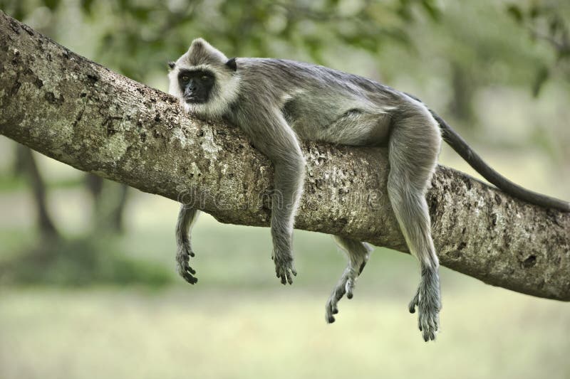 Scimmia pigra fotografia stock. Immagine di bianco, serio - 16827060