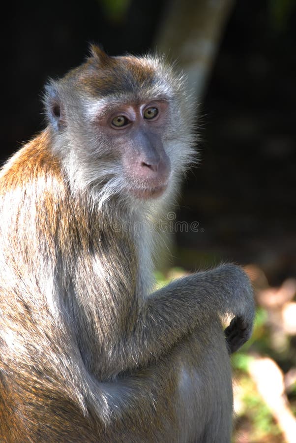 Scimmia selvaggia immagine stock. Immagine di grigio, foresta - 5123417