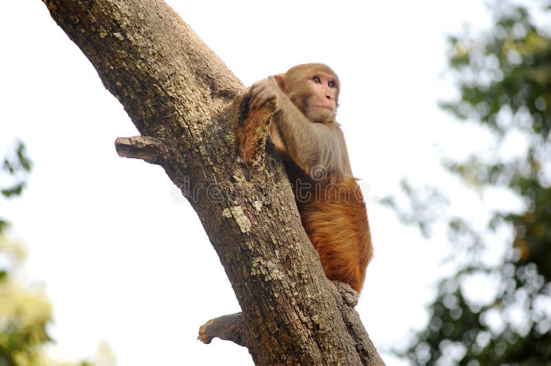 Scimmia sull'albero fotografia stock. Immagine di peloso - 29106140