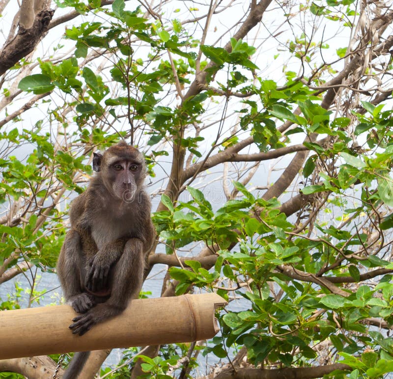 Scimmia Sull Albero Foto Stock - Download 3,853 Royalty Free Photos