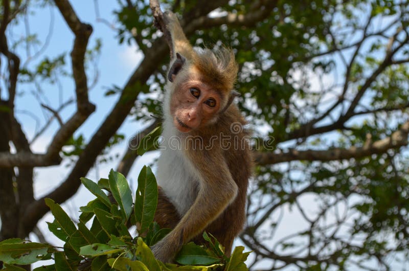 Scimmia sull'albero fotografia stock. Immagine di bianco - 39088916