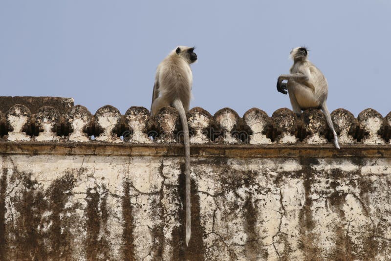 Entello, Entellus Di Semnopithecus, Scimmia Che Si Siede Sull'albero ...