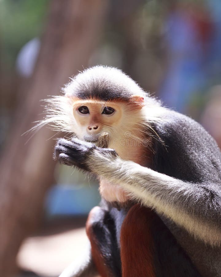 Scimmie Di Macaco Cinque Colori (Douc Rosso--shanked) Fotografia Stock ...