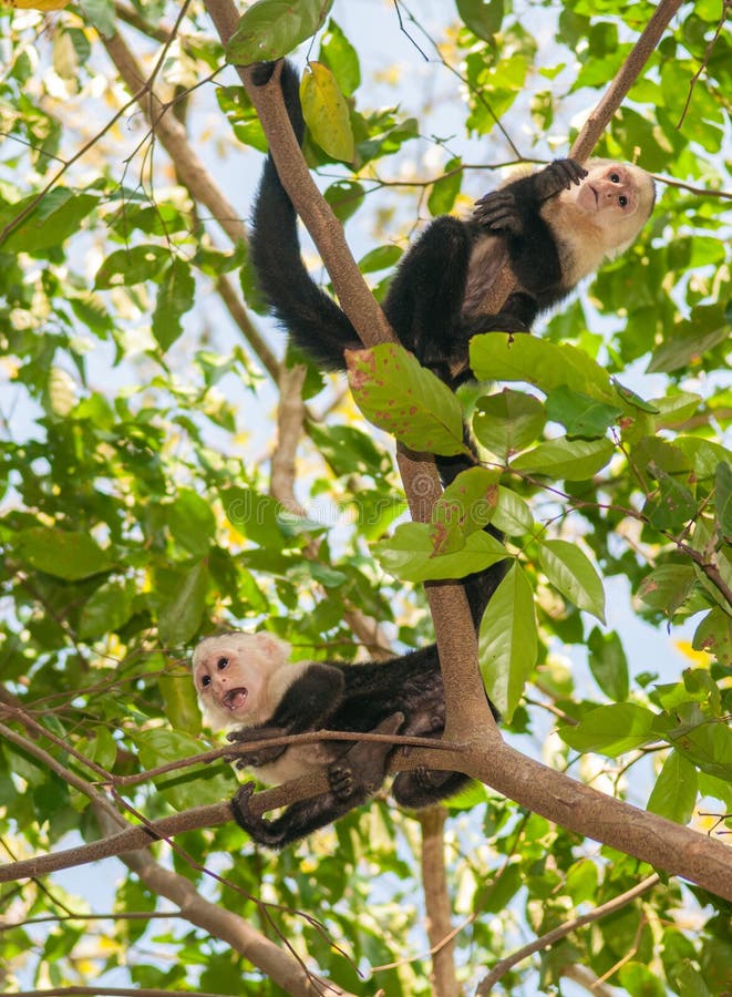 Scimmie di ragno immagine stock. Immagine di scimmie - 44200853