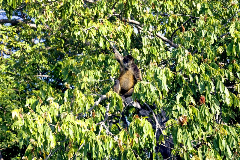 Scimmie Di Ragno Del Genere Ateles Fotografia Stock - Immagine di ...