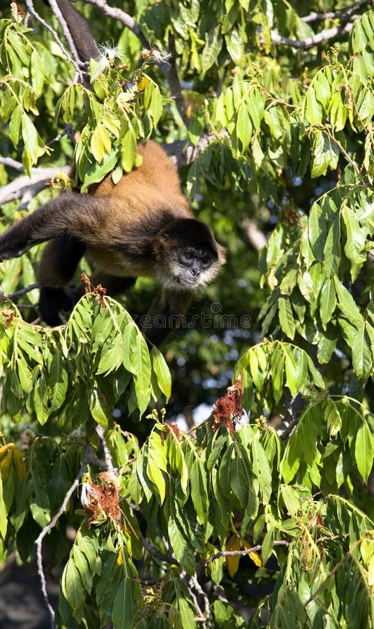 Scimmie Di Ragno Del Genere Ateles Immagine Stock - Immagine di marrone ...