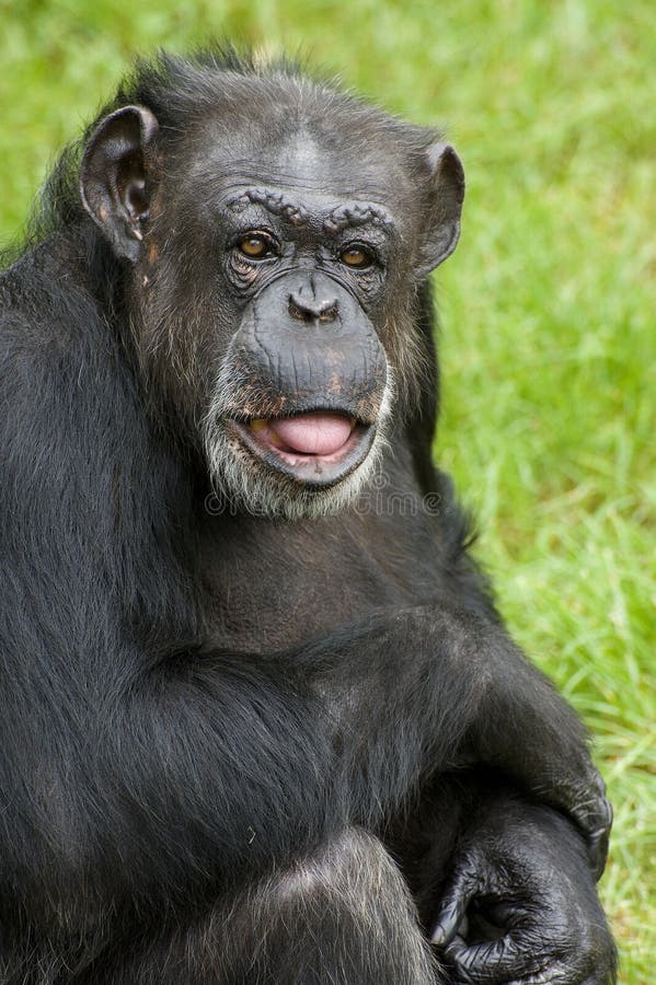 Scimpanzè maschio immagine stock. Immagine di animali - 15630569