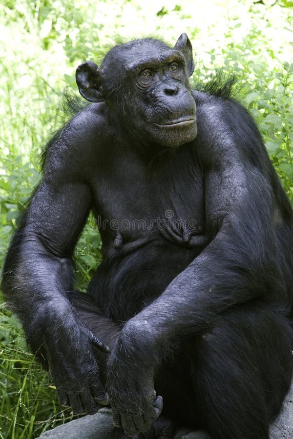 Scimpanzé su una roccia fotografia stock. Immagine di seduta - 36079544