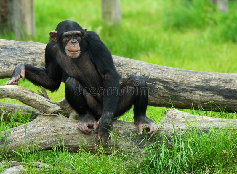 Scimpanzè immagine stock. Immagine di grande, robusto - 5339219