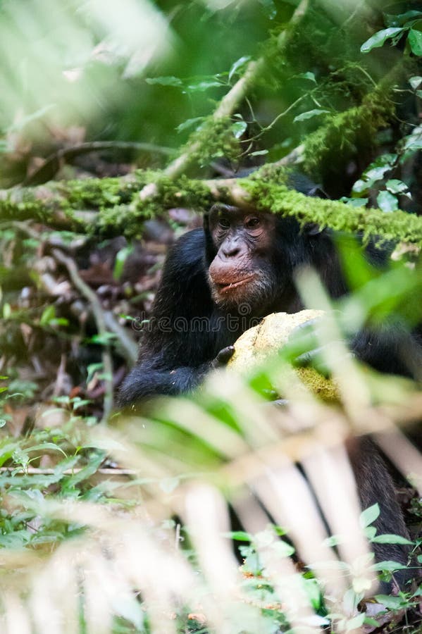 Scimpanzè, Foresta Di Kibale, Uganda Immagine Stock - Immagine di ...