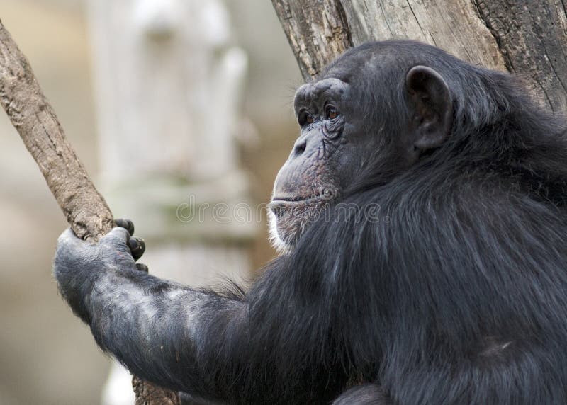 Scimpanzé sull'albero fotografia stock. Immagine di chimp - 19675904