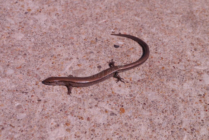 Brown lizzard stock photo. Image of desert, kitaibelii - 43816548