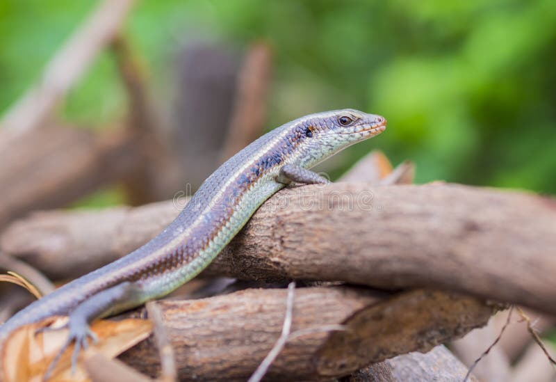 Scincidae stock image. Image of wildlife, thailand, outdoor - 93590995