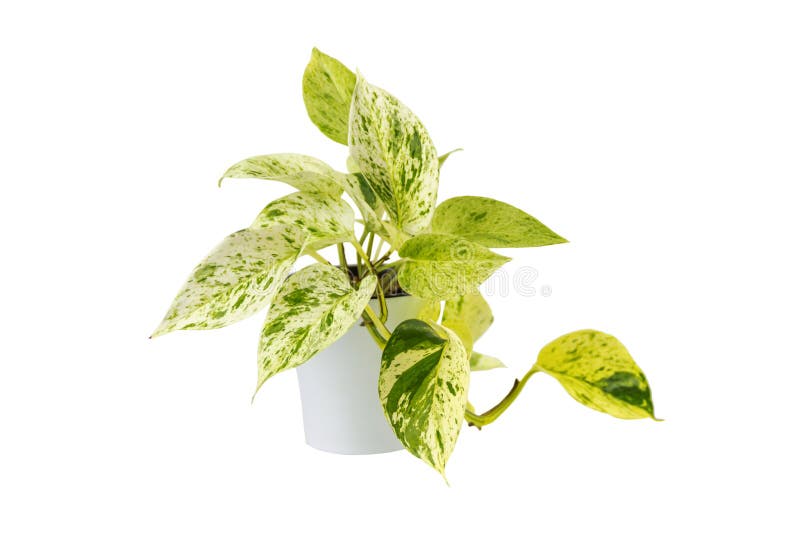Scindapsus Marble Queen. a Young Plant in a White Pot Stock Image ...