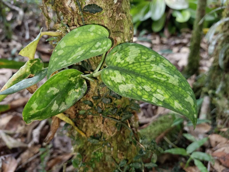Scindapsusspecies stock image. Image of flower, herb - 339067043