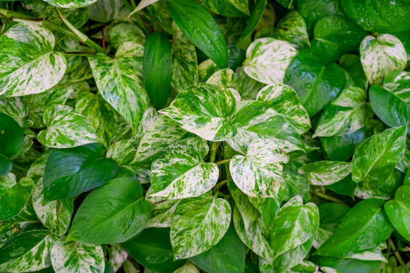 Scindapsus Pictus Variegated Silver the Garden Stock Image - Image of ...
