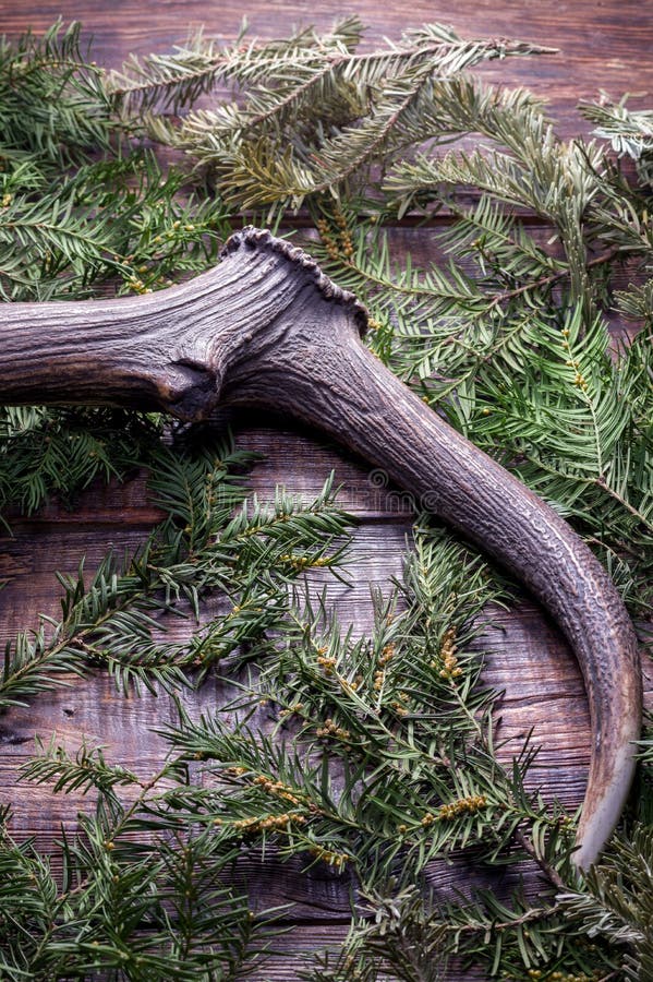 Deer antler texture stock image. Image of male, nature - 76712433