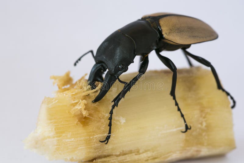 Scissors beetle stock photo. Image of tasty, plyer, insect - 44064904