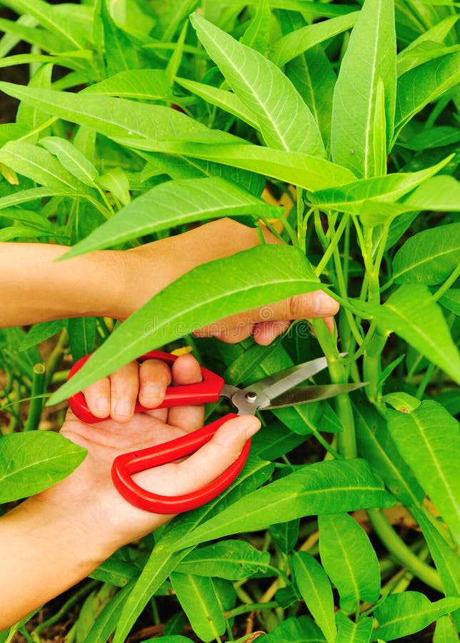 Garden protect stock image. Image of colourful, help, protect - 12345