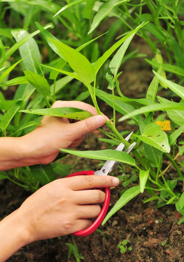 Scissors cut swamp cabbage stock photo. Image of crop - 26304616