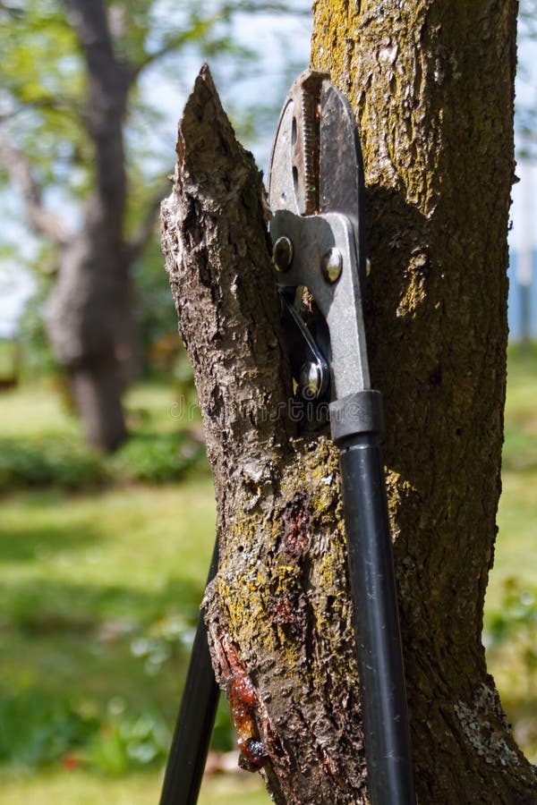 Scissors for Cutting Branches Stock Image - Image of green, plum: 182128531