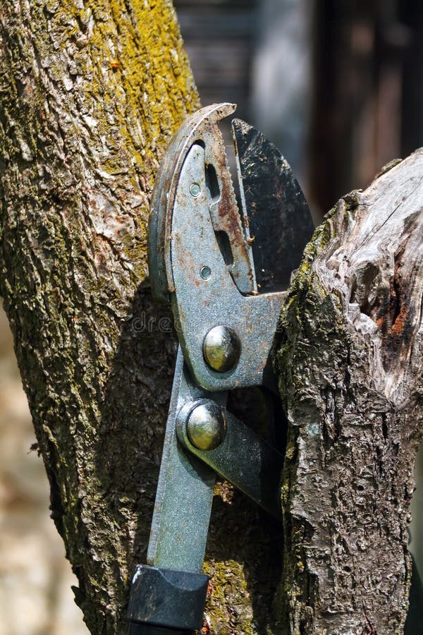 Scissors for Cutting Branches Stock Photo - Image of bush, plum: 182128566