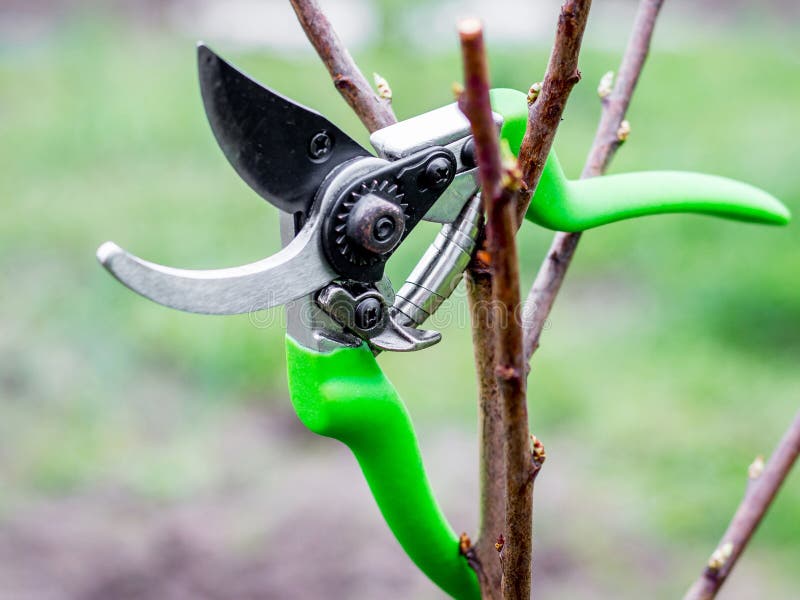 Scissors for Cutting Branches of Trees. Spring Work in the Garden ...