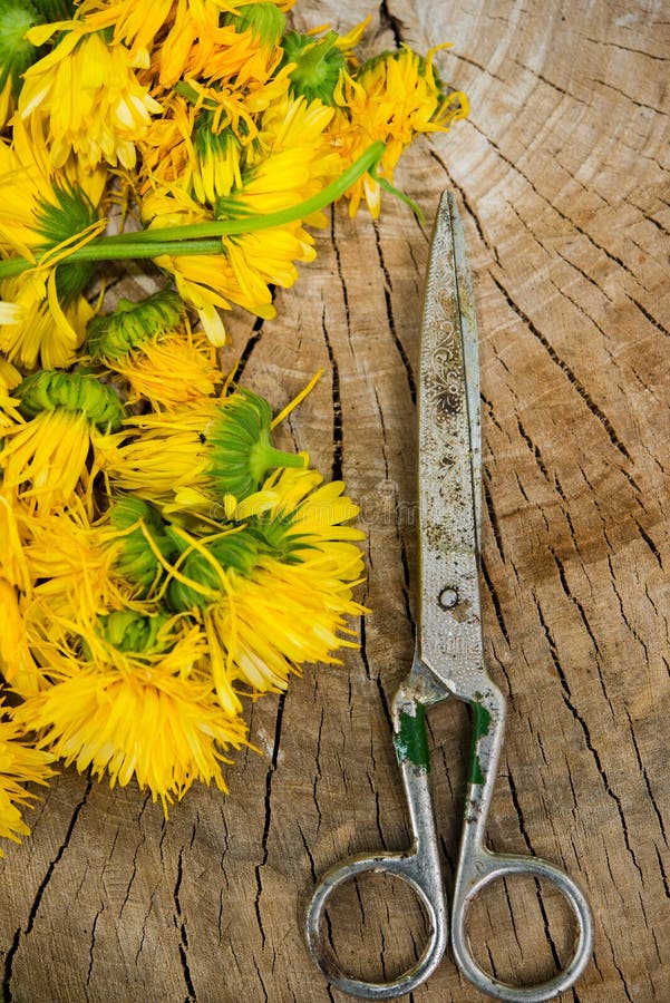 Scissors and flowers stock image. Image of country, copyspace - 42699361