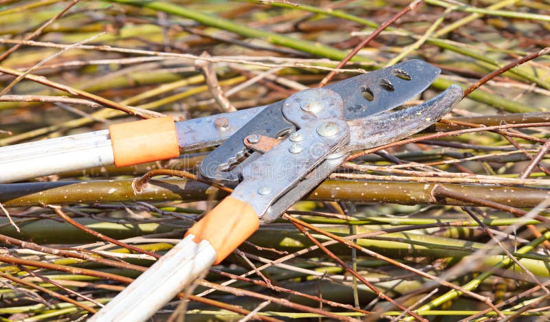 Scissors Garden Cutting a Fresh Tree Stock Photo - Image of fruit ...