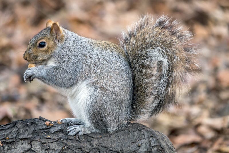 Sciurus Carolinensis, Common Name Eastern Stock Photo - Image of tree ...