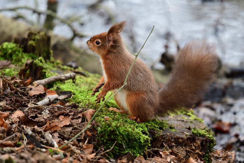 Sciurus D'?cureuil Rouge Vulgaris Photo stock - Image du forêt, fermer ...