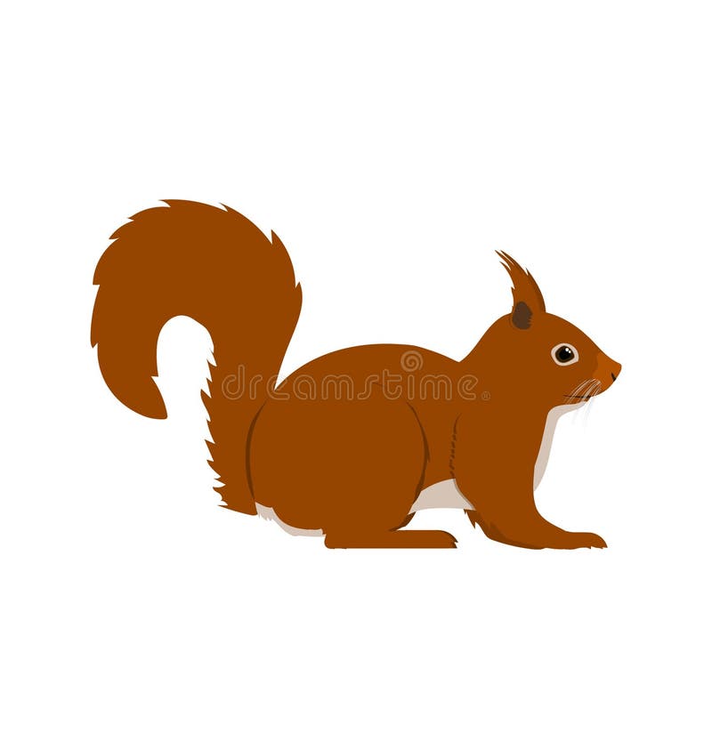 Sciurus Vulgaris - Eurasian Red Squirrel - Side View - Flat Vector ...