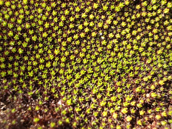 Scleranthus Biflorus 2 stock image. Image of beautiful - 177811