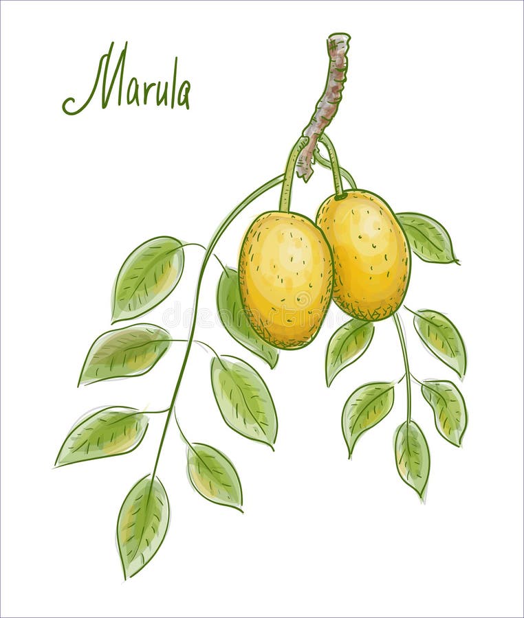 Marula Branch Stock Illustrations – 73 Marula Branch Stock ...