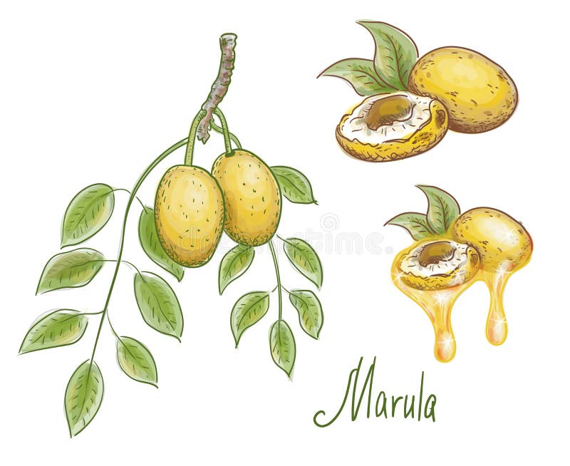 Marula Tree Stock Illustrations – 95 Marula Tree Stock Illustrations ...
