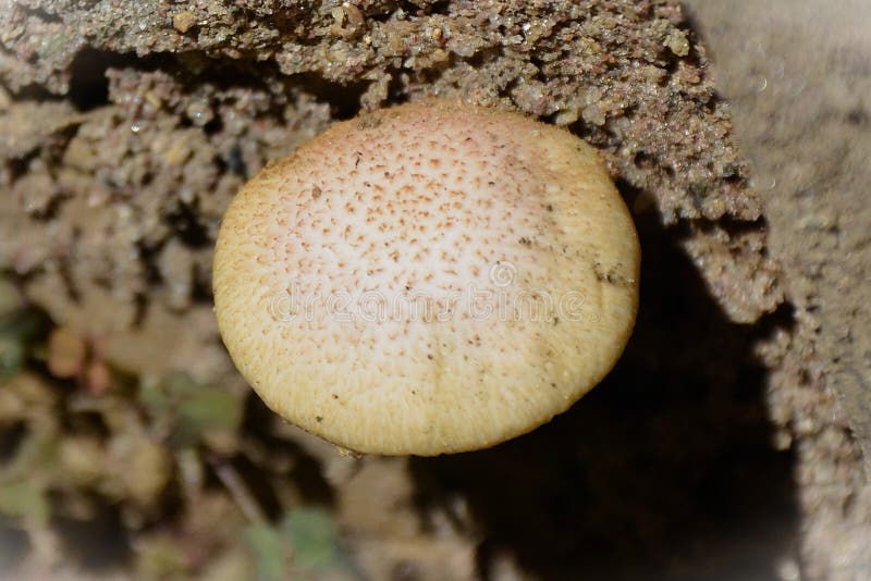 A Scleroderma Areolatum Mushroom in the Backyard Stock Photo - Image of ...