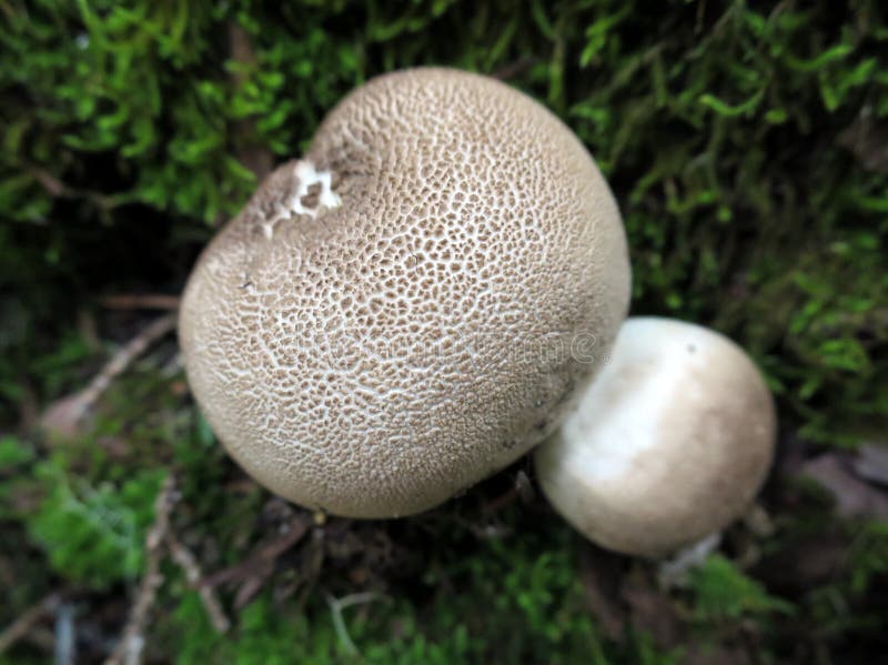 Scleroderma Citrinum Mushroom Stock Image - Image of outdoors ...