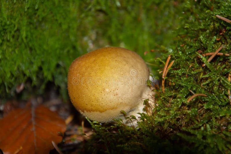 Scleroderma Mushroom Growing on Moss, Also Called Kartoffelbovist Stock ...