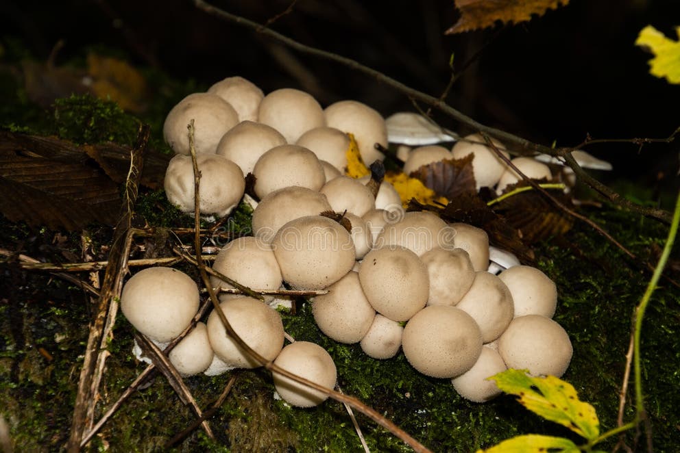 Scleroderma Mushroom Growing on Moss, Also Called Kartoffelbovist Stock ...