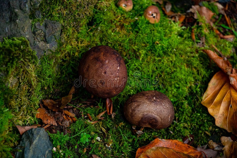 Scleroderma Mushrooms on the Moss Stock Image - Image of grass, natural ...