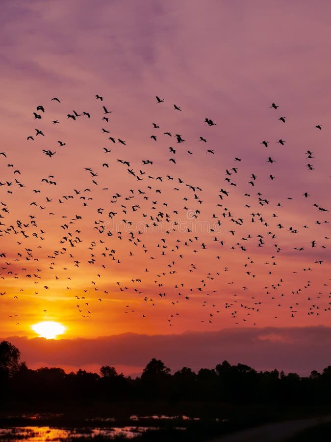 Sunset and flying birds stock image. Image of coastal - 25982569