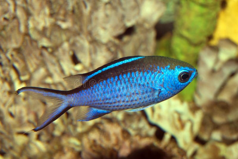 Scogliera Blu Chromis (cyaneus Di Chromis) Fotografia Stock - Immagine ...