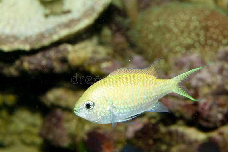 Scogliera Blu Chromis (cyaneus Di Chromis) Fotografia Stock - Immagine ...